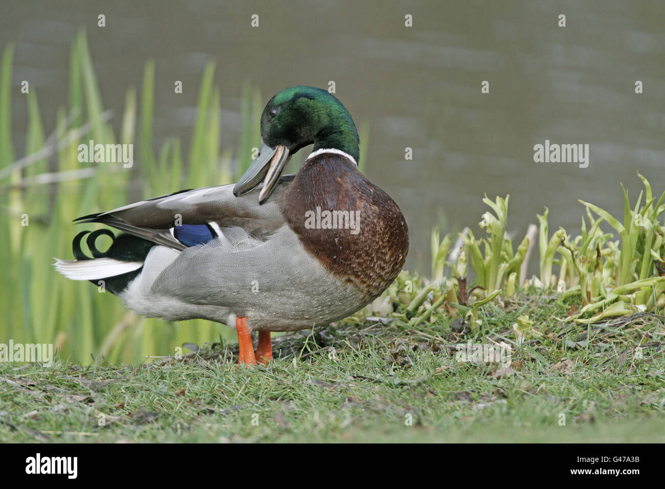 Adult male drake mallard hi-res stock photography and images - Alamy