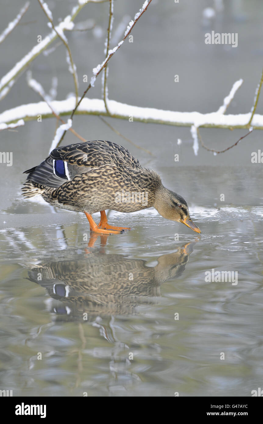 female Mallard duck drinking from melting ice Stock Photo - Alamy