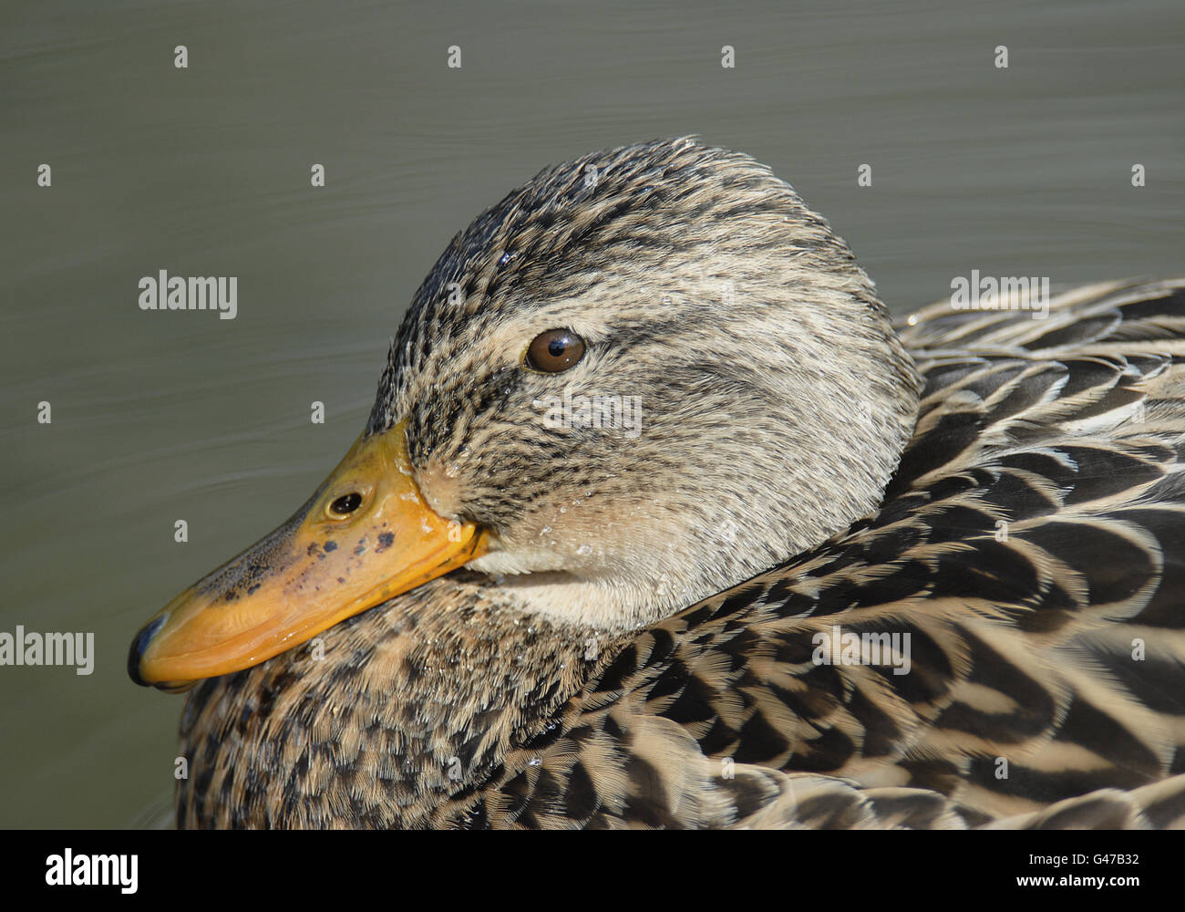 Mallard close hi-res stock photography and images - Alamy