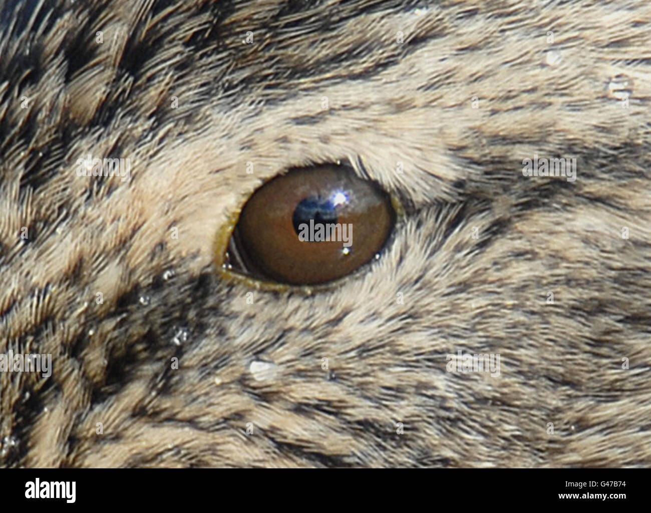 Mallard eye hi-res stock photography and images - Alamy