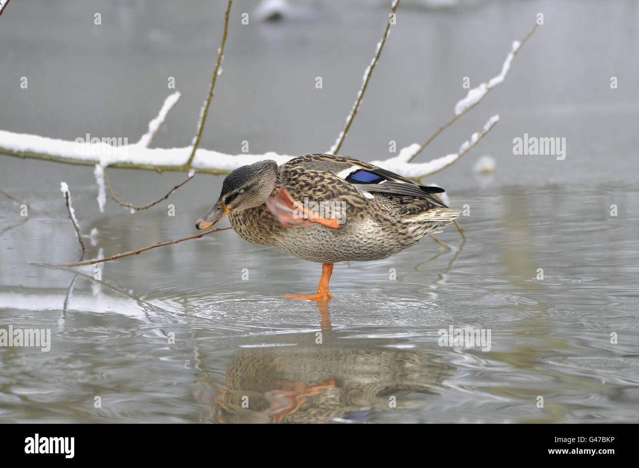 Female mallard duck scratching hi-res stock photography and images - Alamy