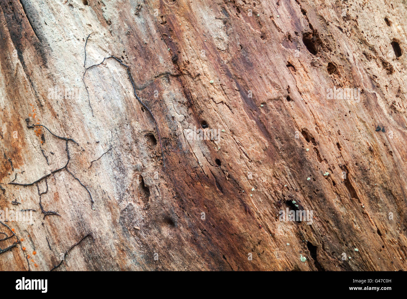 Rotten pattern hi-res stock photography and images - Alamy