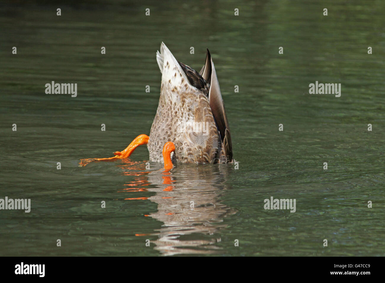Adult female upending Stock Photo - Alamy