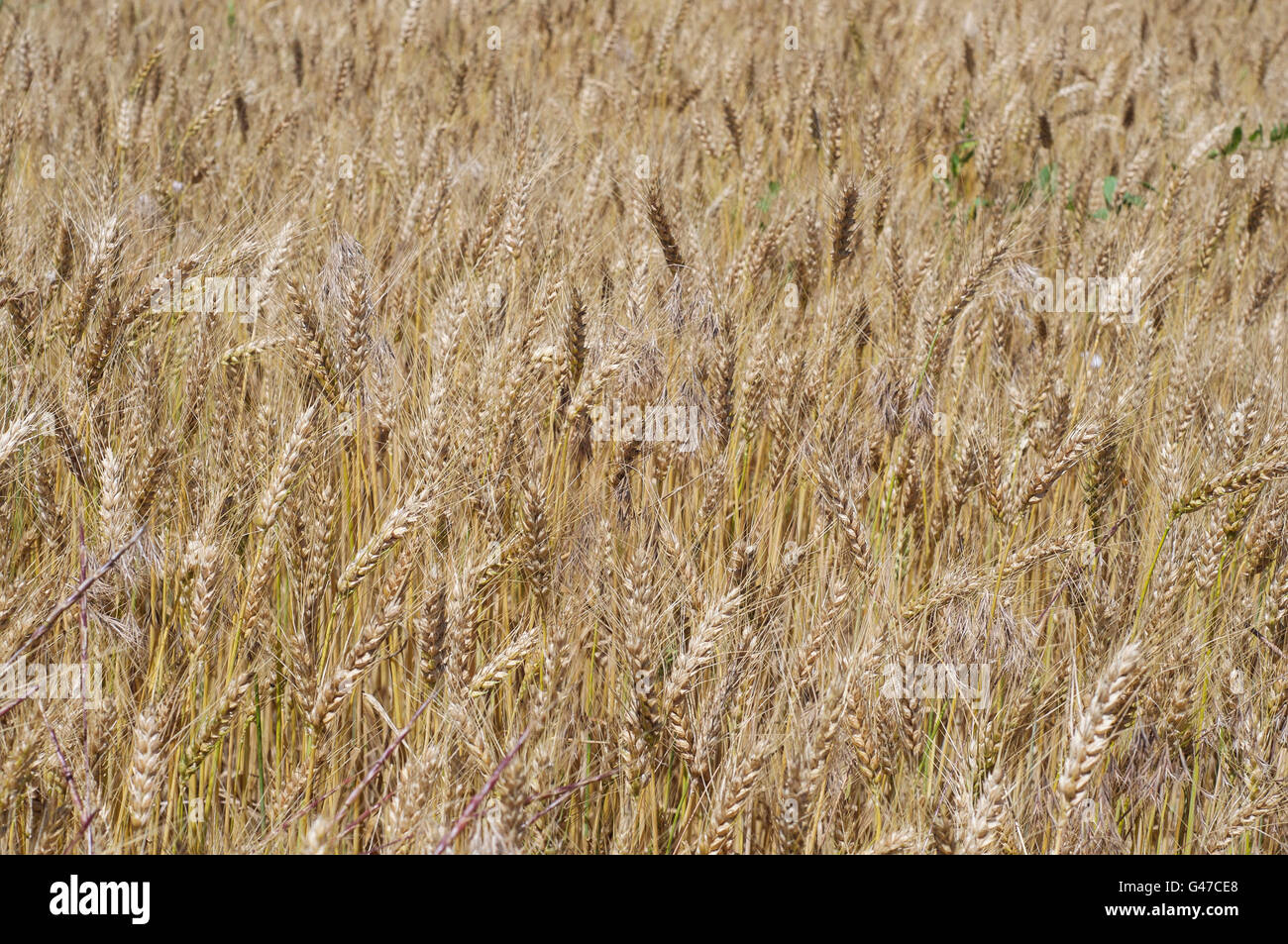 Field of ripe wheat yellow, full frame Stock Photo - Alamy