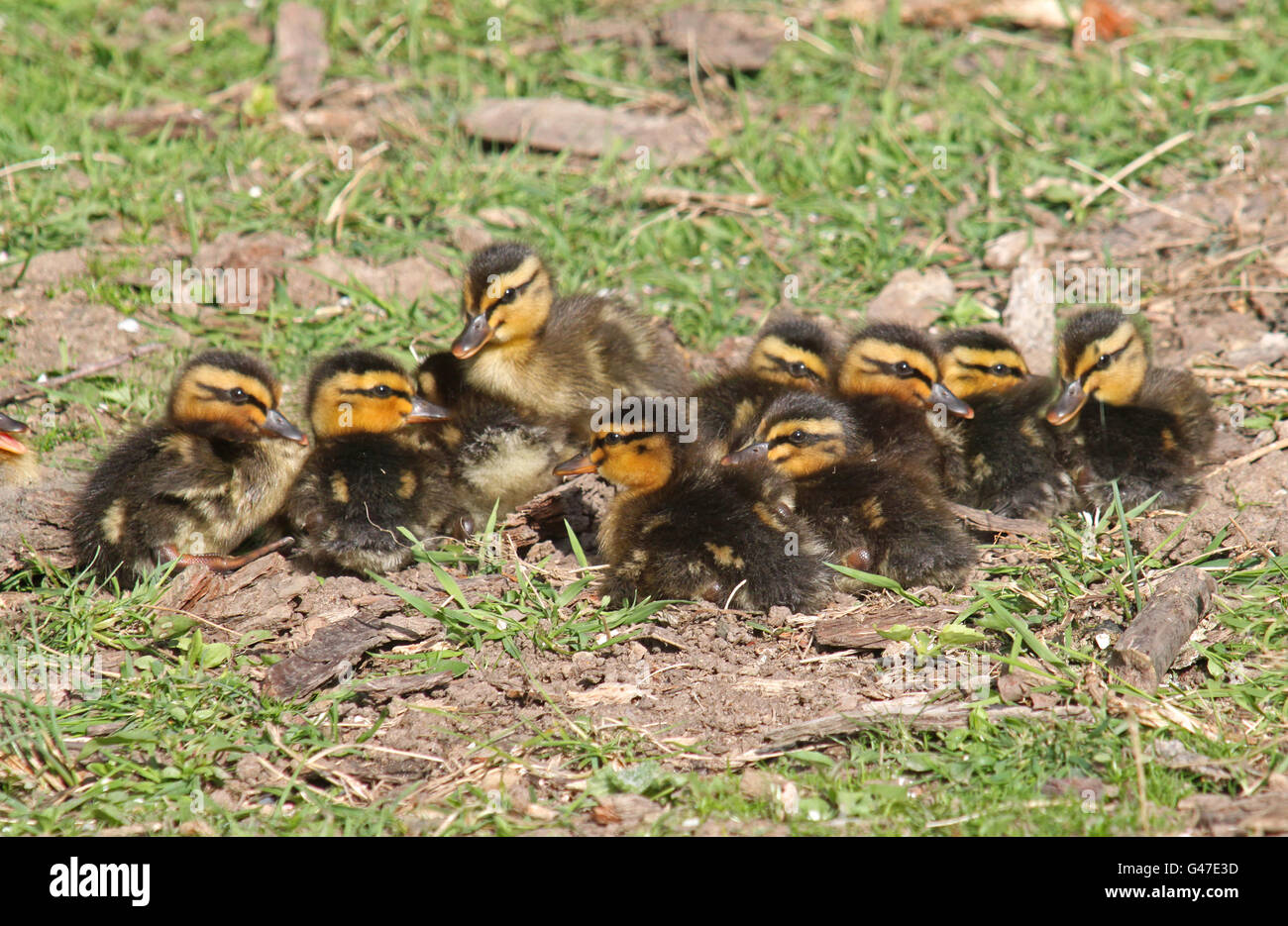 Day old ducklings hi-res stock photography and images - Alamy