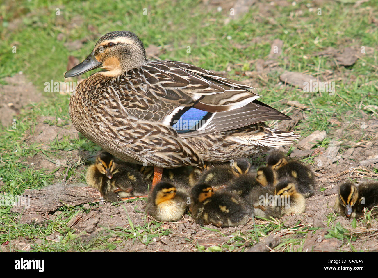Day old ducklings hi-res stock photography and images - Alamy