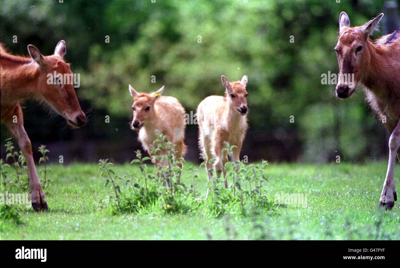EDINBURGH Deer 3 Stock Photo - Alamy
