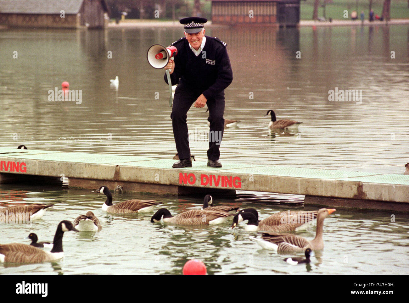 RICHARD WILSON, DUCK PATROL. RICHARD WILSON, DUCK PATROL Stock Photo ...