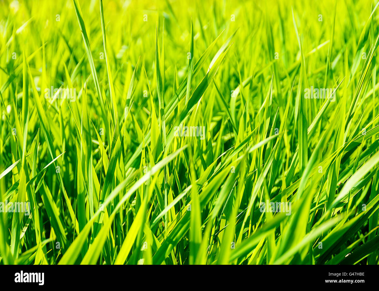 beautiful light green barley. Structure Green background Stock Photo ...