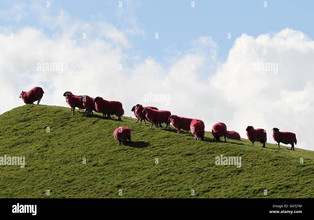Sheep dyed red at the Pyramids in Livingstone, Scotland Stock Photo - Alamy