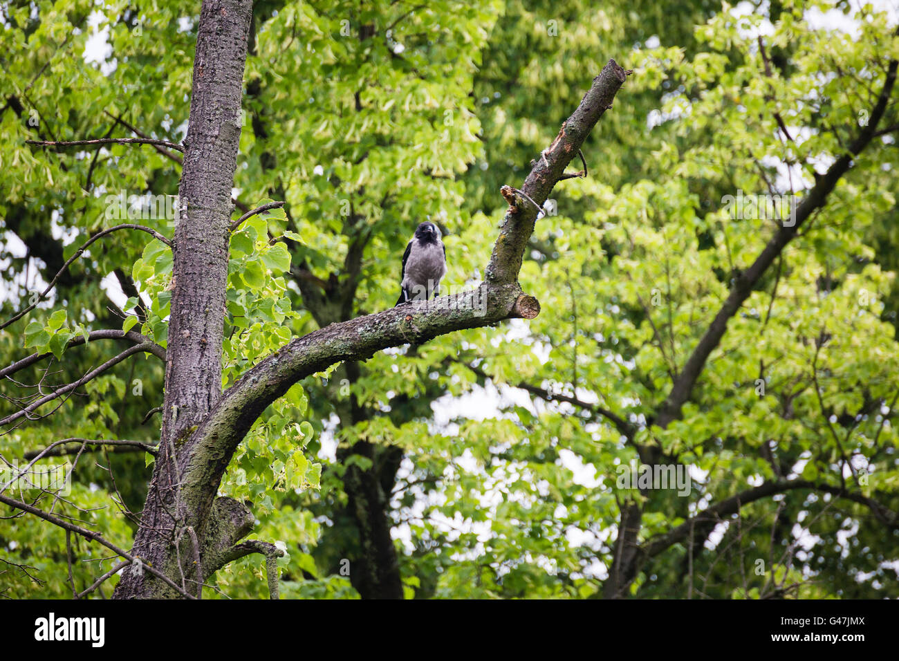 Crow raven sitting on tree Stock Photo - Alamy