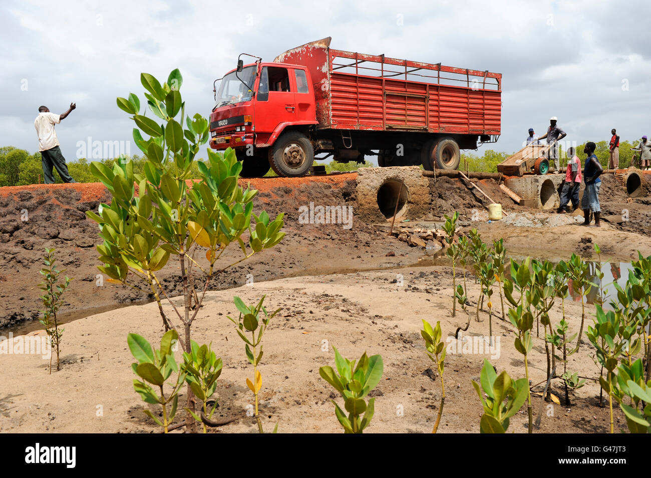 KENYA , Mombasa , road construction near Jimbo, Mangrove reforestation ...
