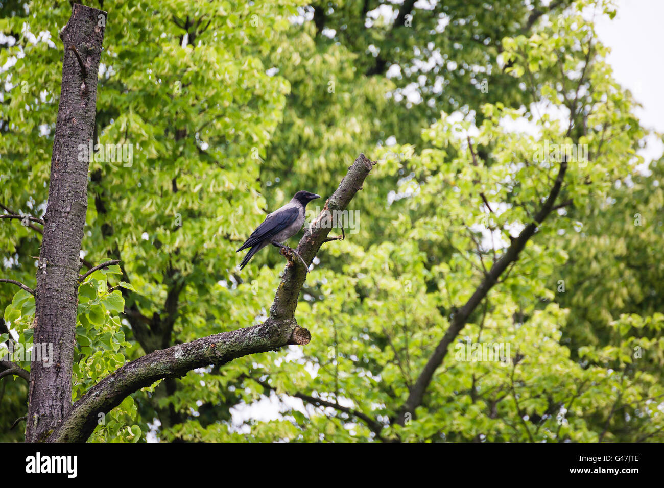 Crow raven sitting on tree Stock Photo - Alamy