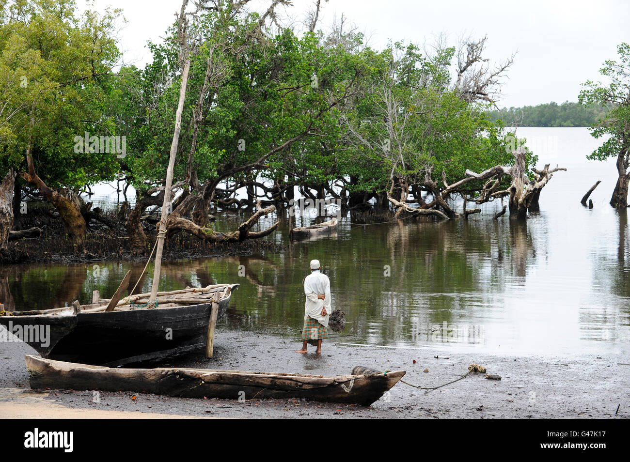 KENIA, Mombasa, village Jimbo , mangroves protect the coast and are an ...