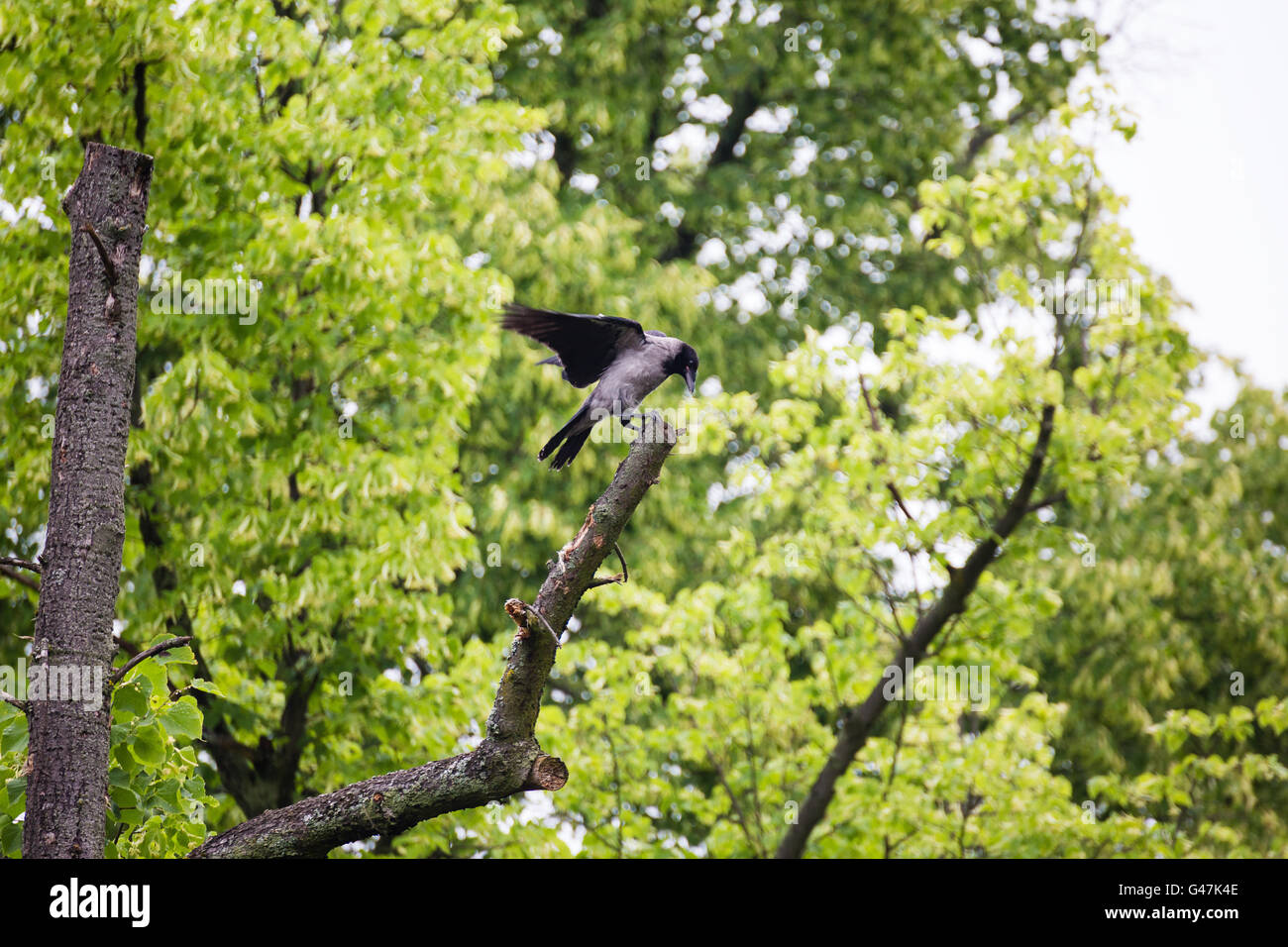 rook raven sitting on tree Stock Photo - Alamy