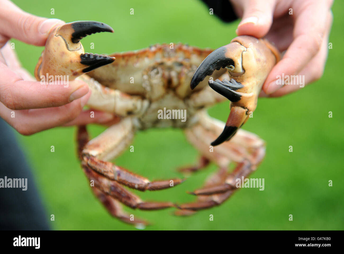 Blue clawed crab hi-res stock photography and images - Alamy