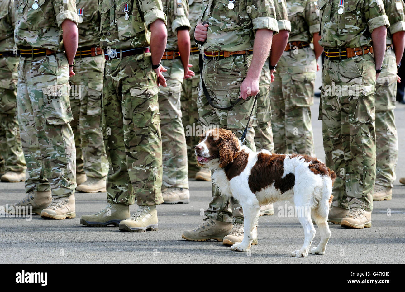 1st military working dog regiment hi-res stock photography and images ...