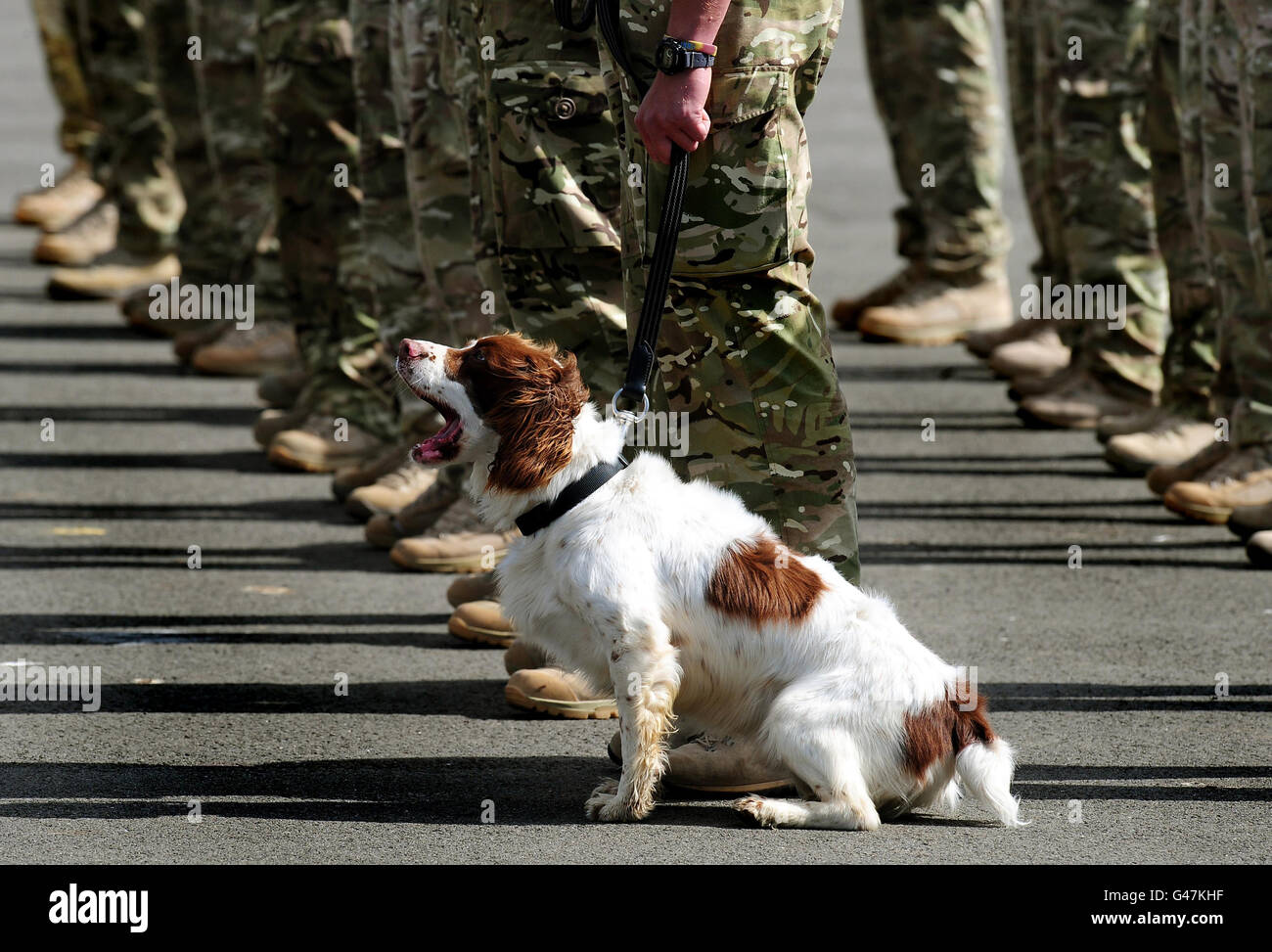 A dog from the 104 Military Working Dog Squadron, which is part of the ...