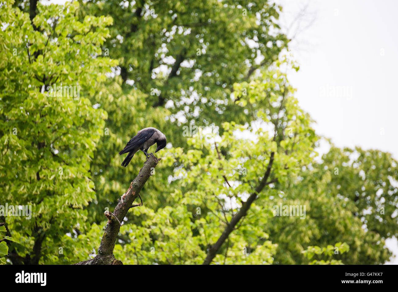 rook raven sitting on tree Stock Photo - Alamy