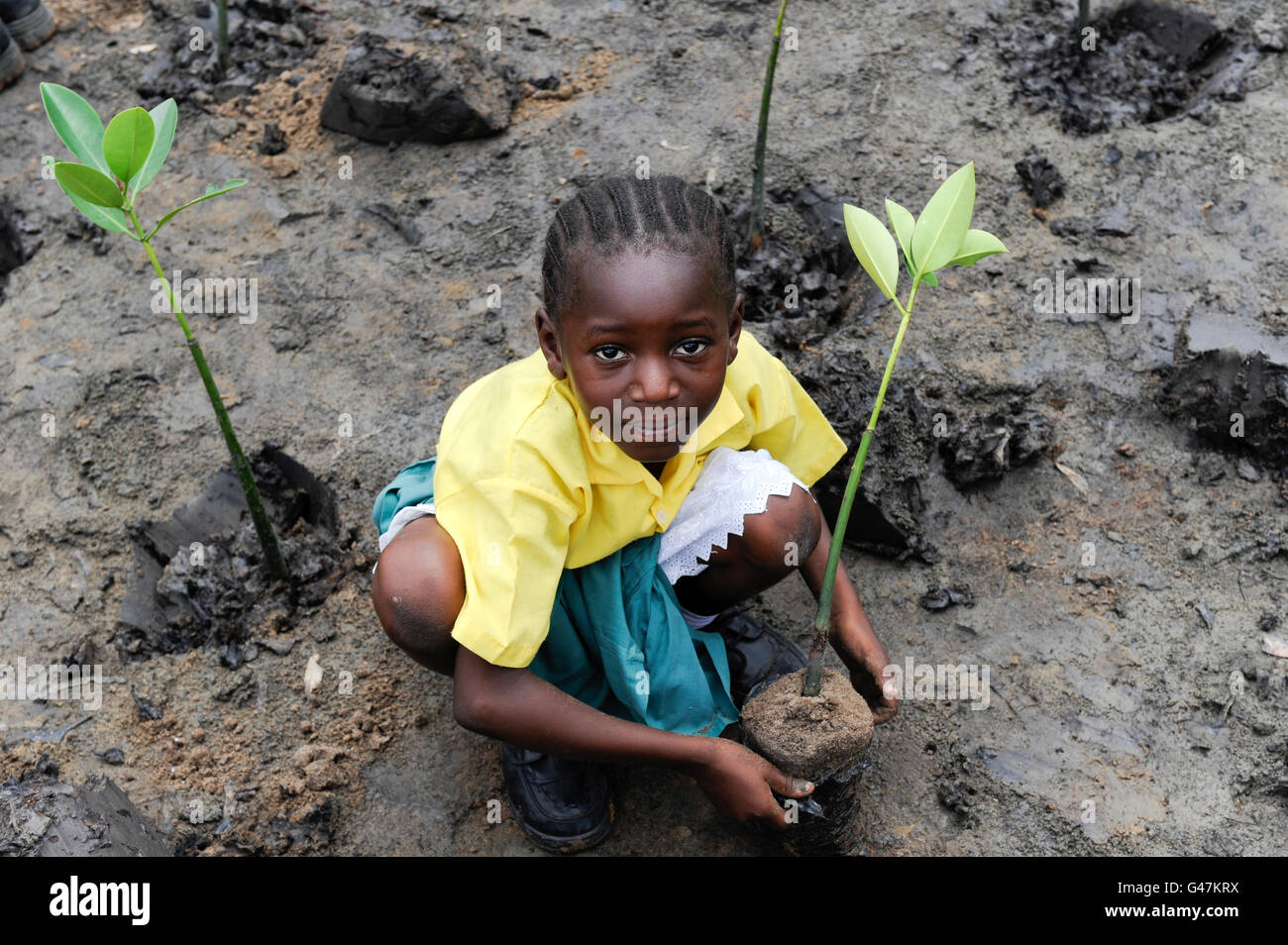 Planting mangrove seedling hi-res stock photography and images - Alamy