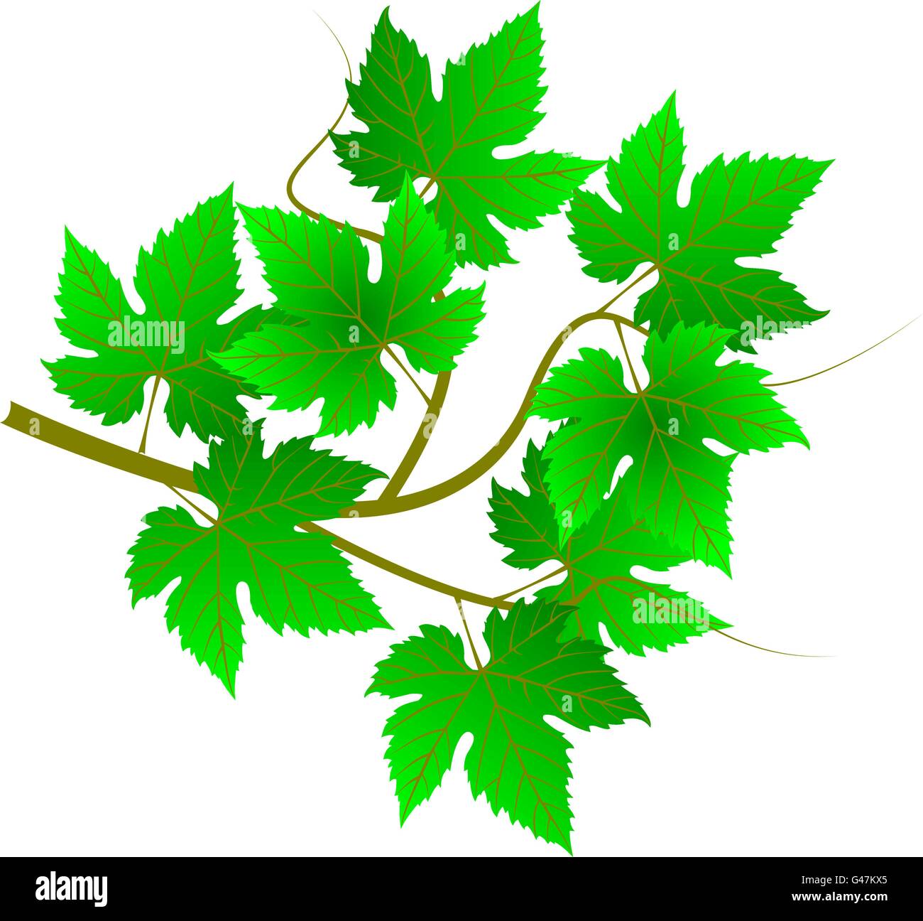 green twig, vine leaves,green vine Stock Vector Image & Art - Alamy
