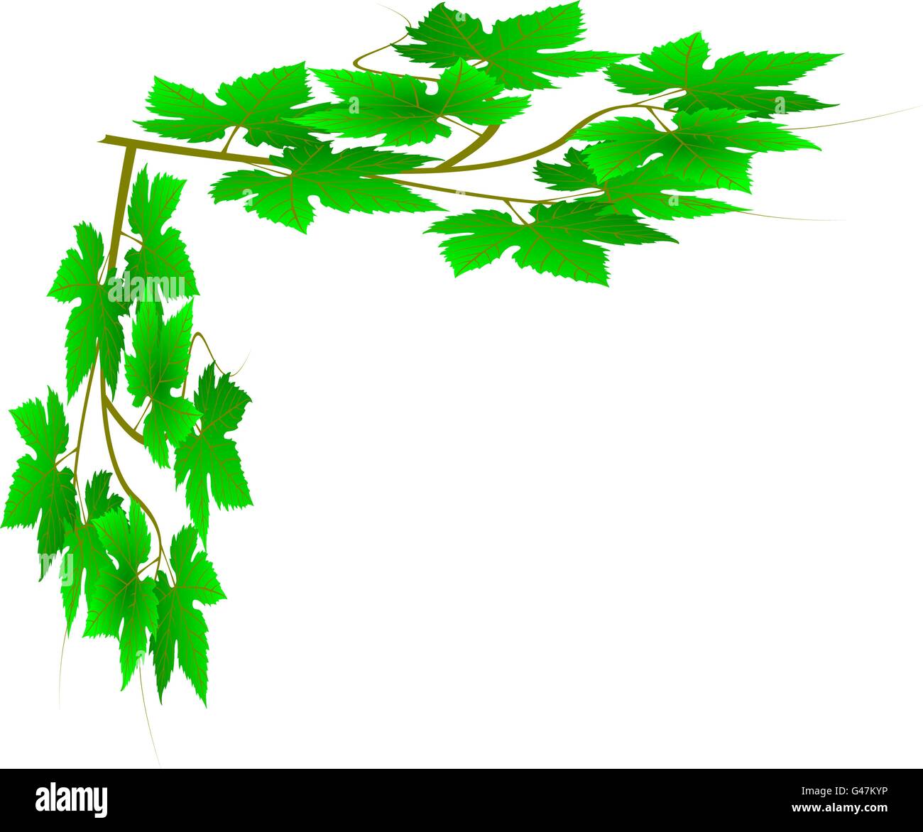 Vine growing up Stock Vector Images - Alamy