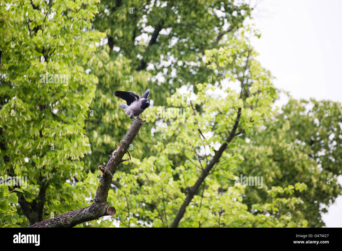 Raven Tree High Resolution Stock Photography and Images - Alamy