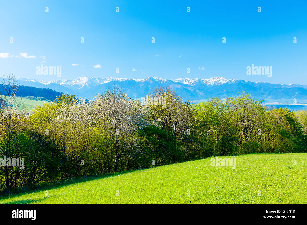 Blooming spring tree and snow mountains in the background Stock Photo ...
