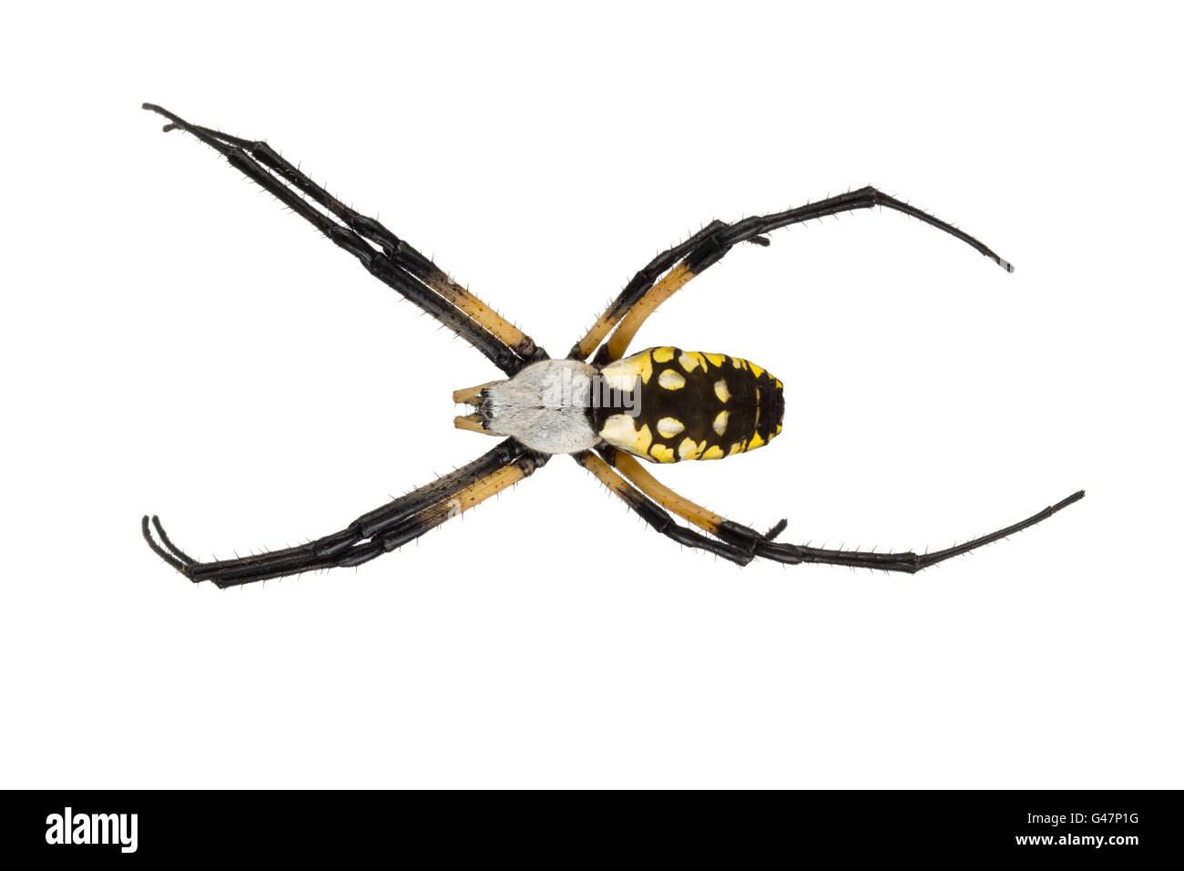 Close up of orb-weaver spider, argiope aurantia, isolated on white ...