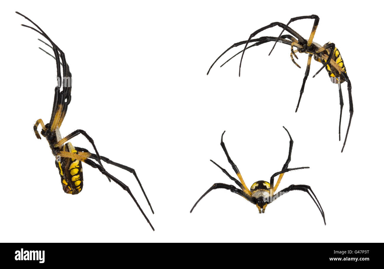 Argiope aurantia isolated hi-res stock photography and images - Alamy