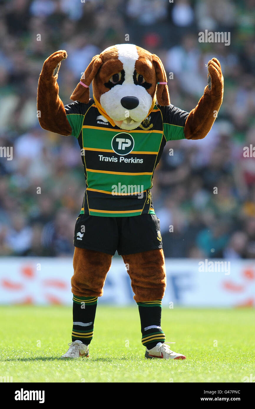 Northampton saints mascot hi-res stock photography and images - Alamy