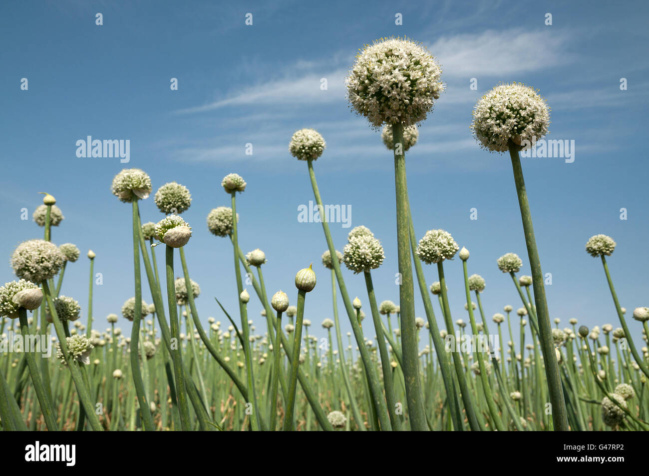 Onion field blooming Stock Photo - Alamy