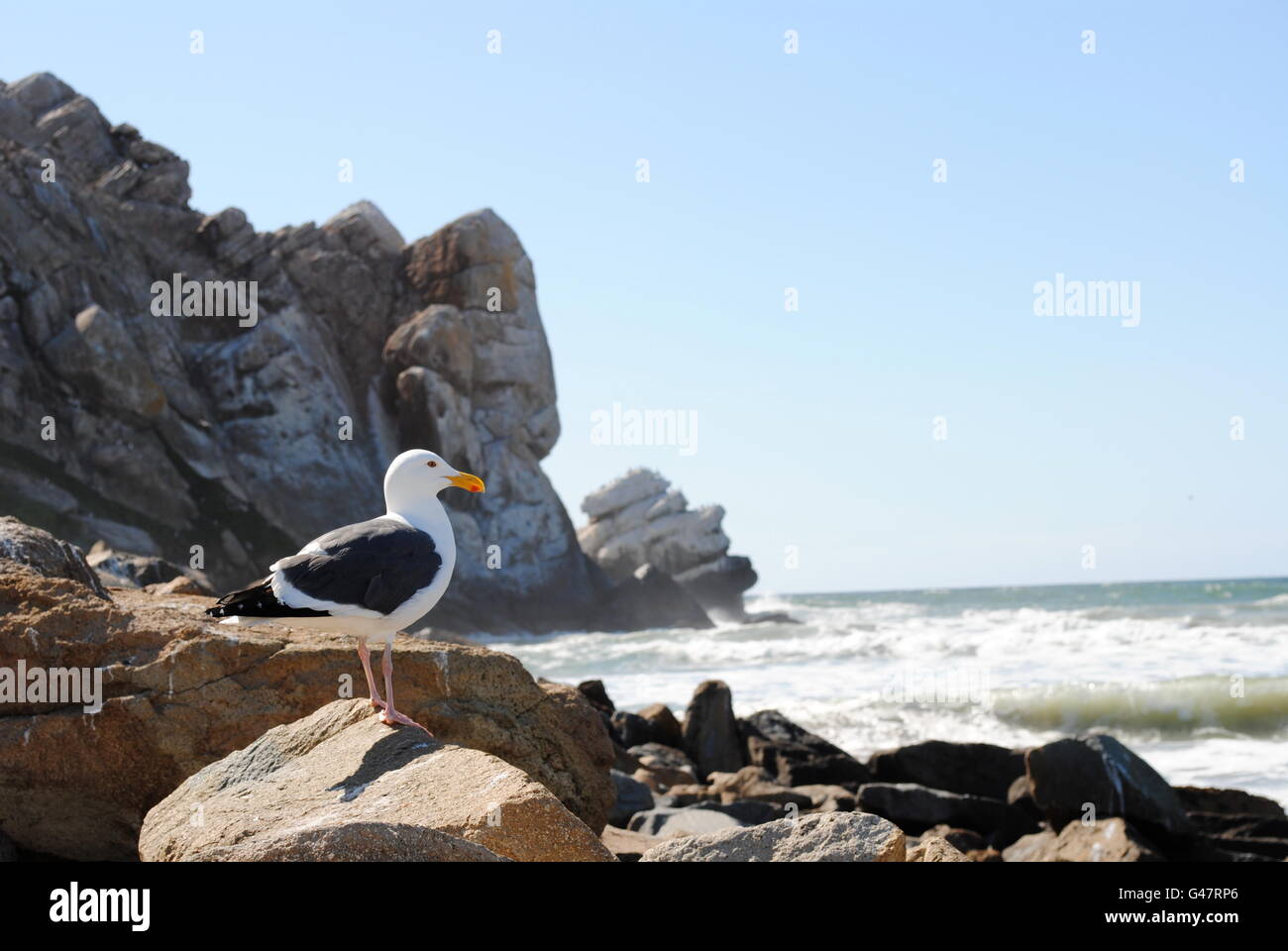 sea gull peering out upon the ocean Stock Photo - Alamy