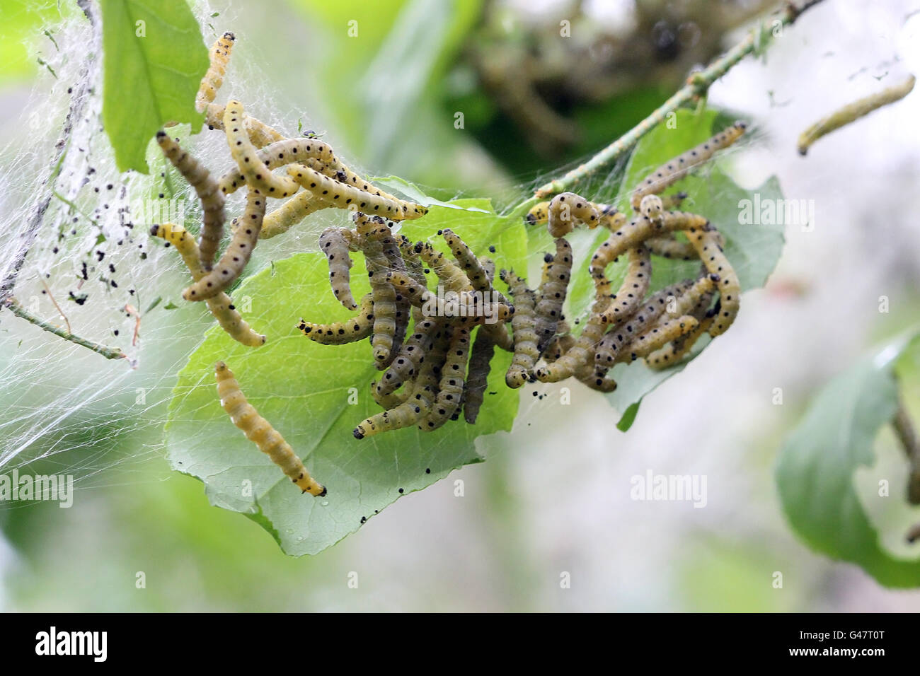 caterpillars codling moth Stock Photo - Alamy