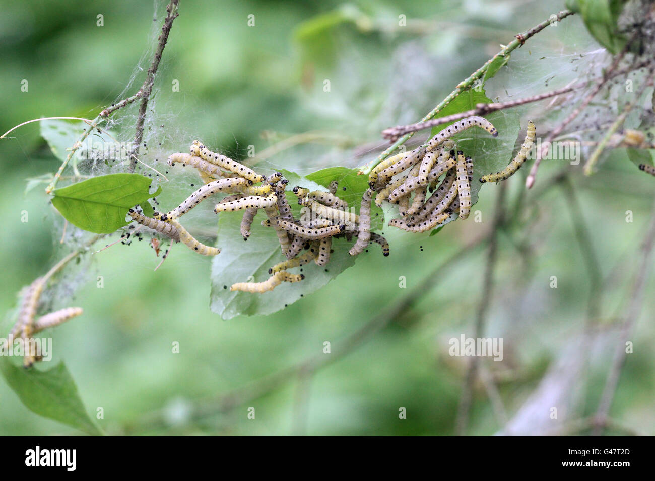 caterpillars codling moth Stock Photo - Alamy