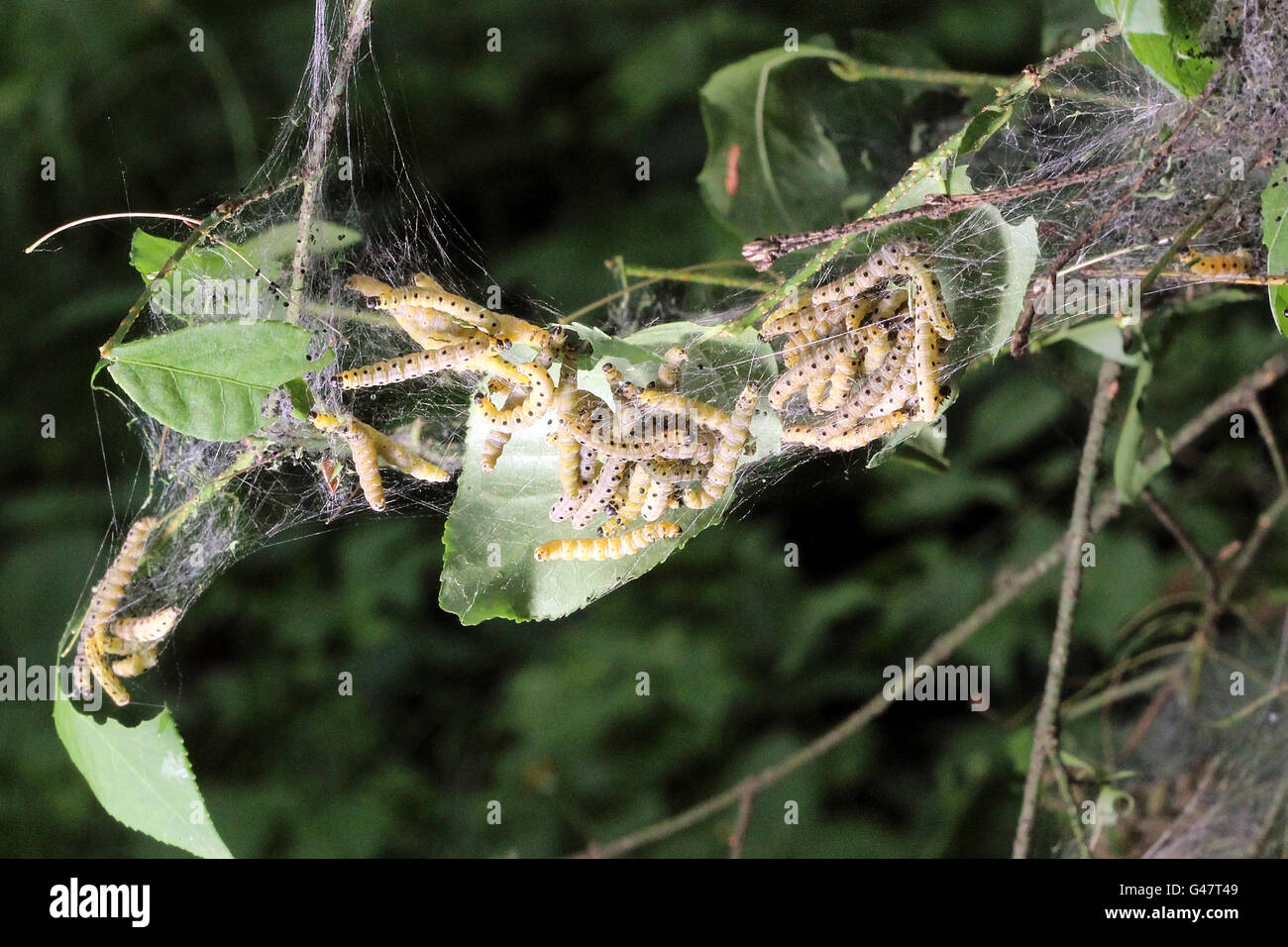caterpillars codling moth Stock Photo - Alamy