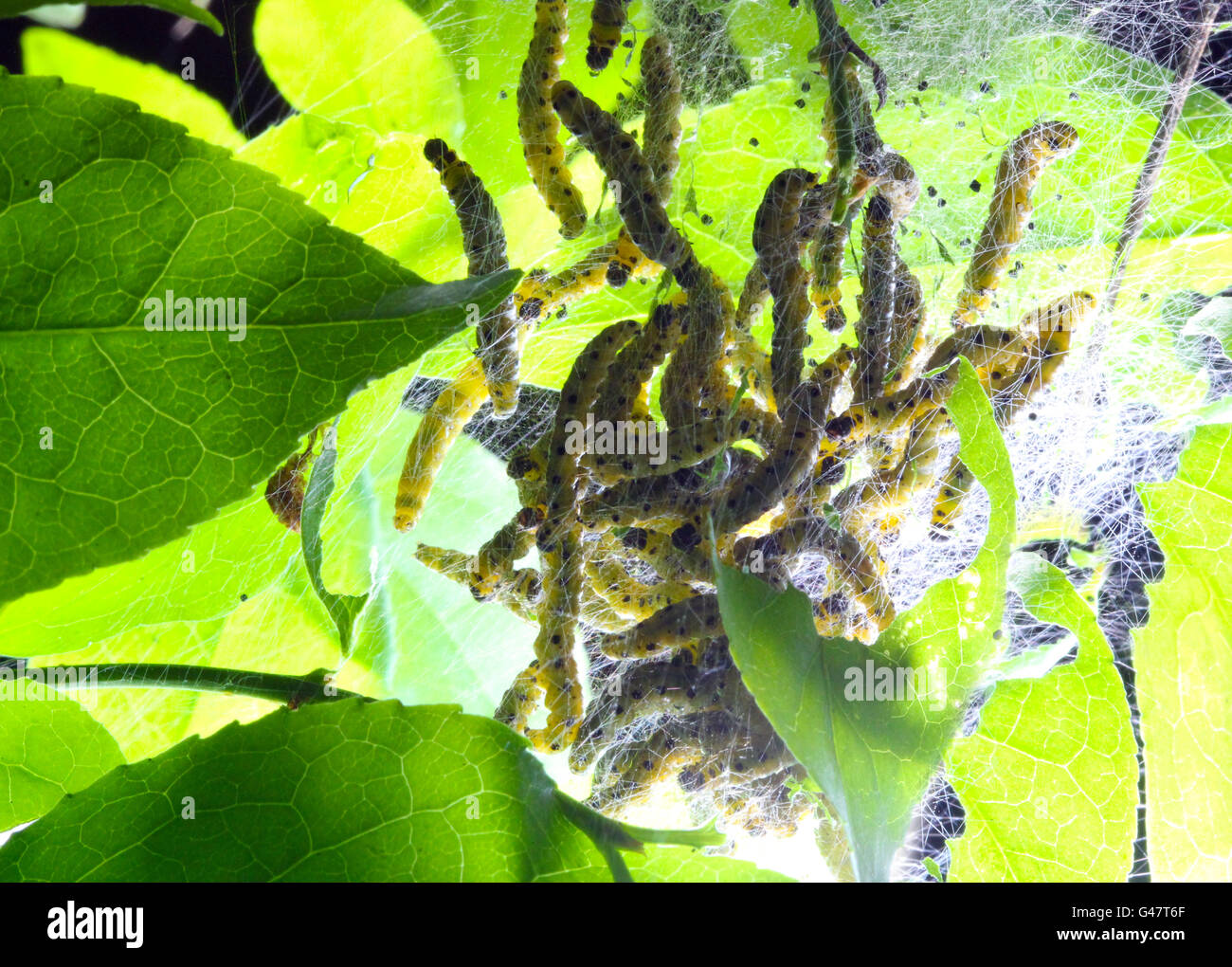 caterpillars codling moth Stock Photo - Alamy