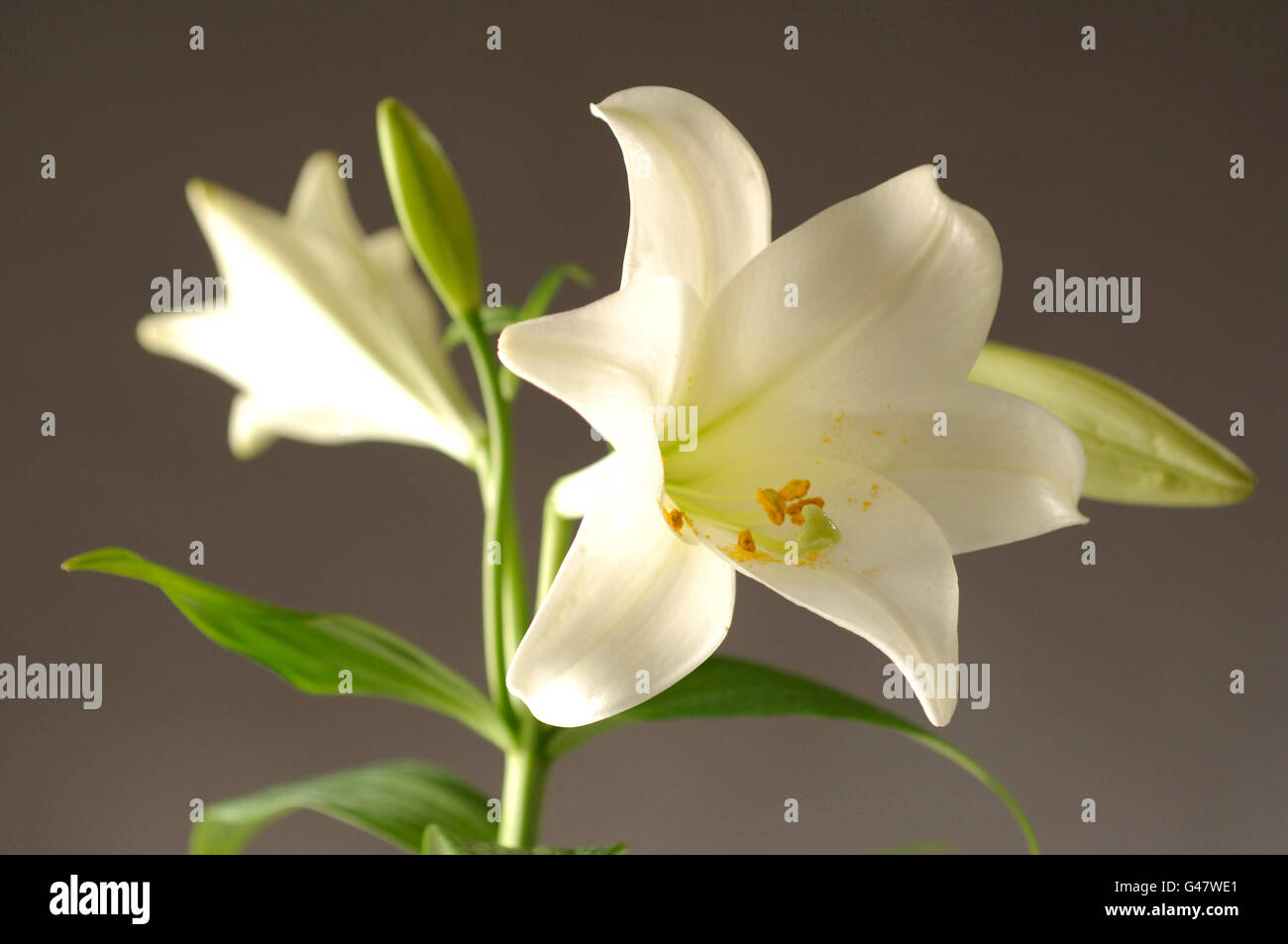 Close up detail of Lily head and petals Stock Photo - Alamy