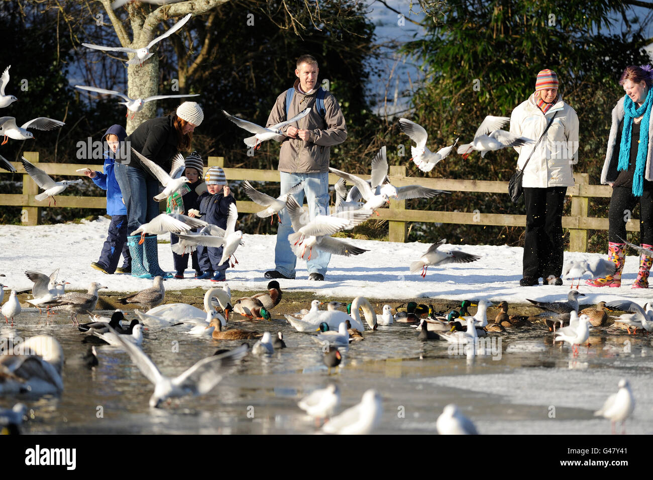 Family feeding birds with bread hi-res stock photography and images - Alamy