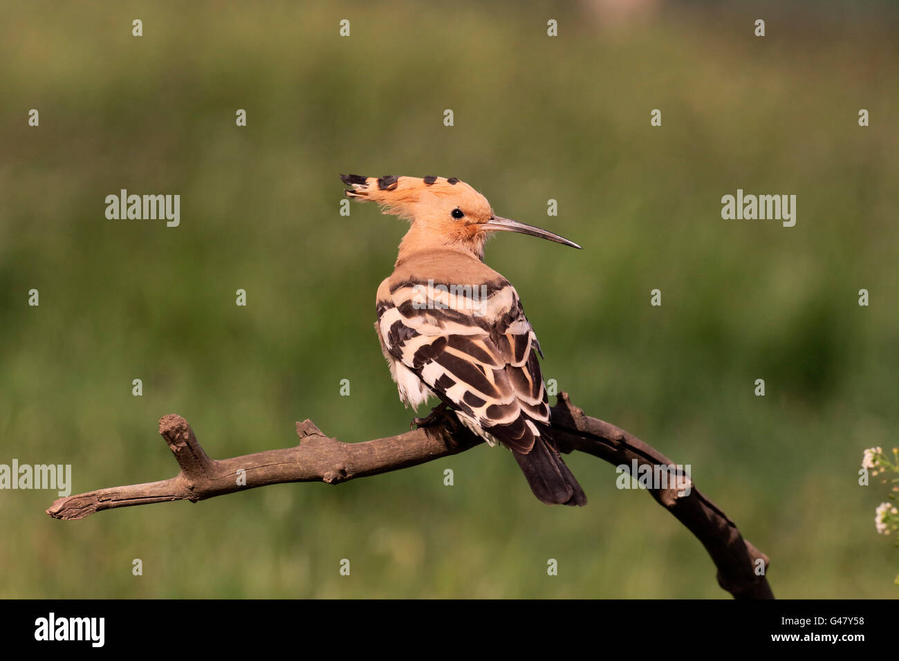 Upupa upupa hi-res stock photography and images - Alamy
