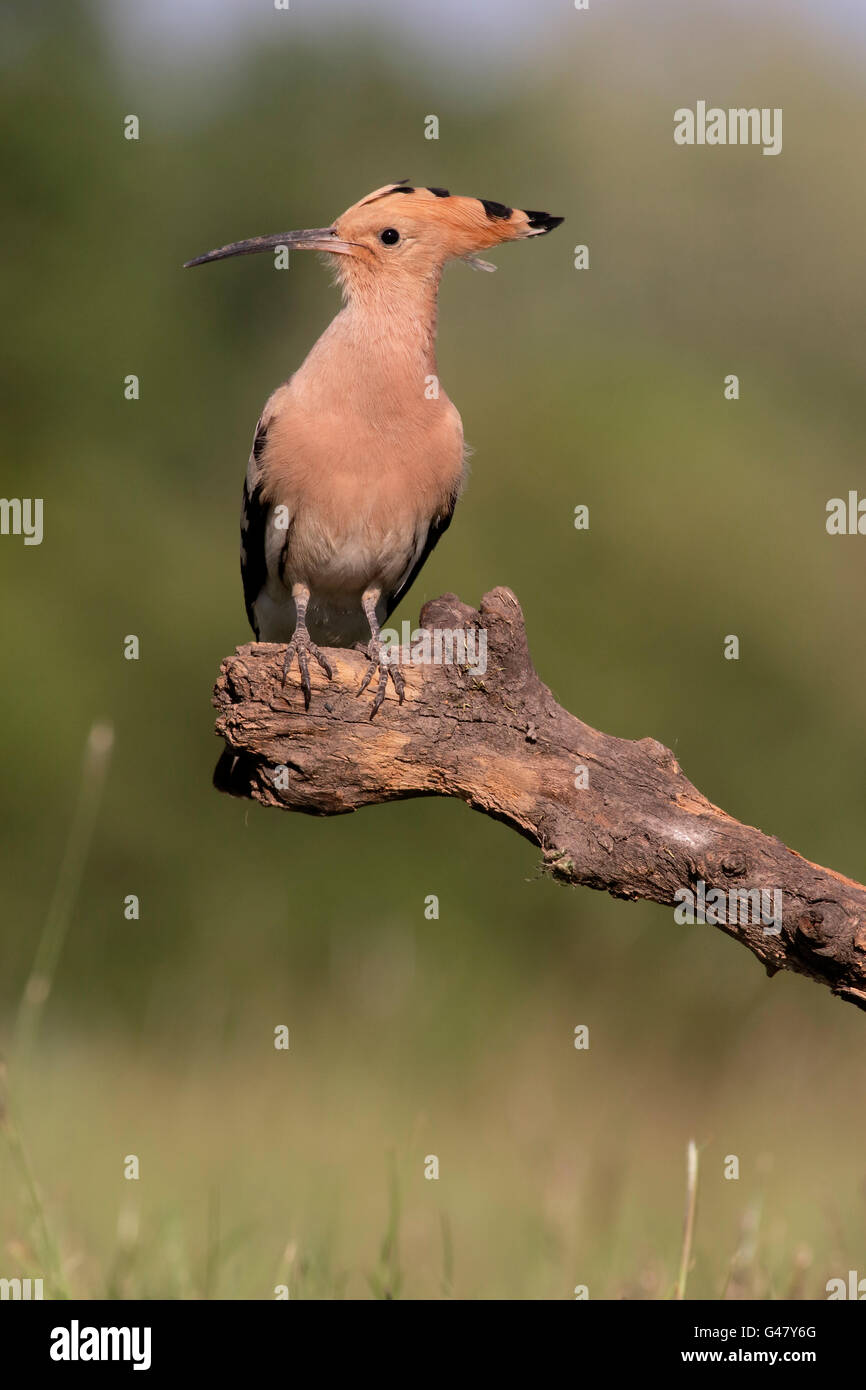 Upupa upupa hi-res stock photography and images - Alamy