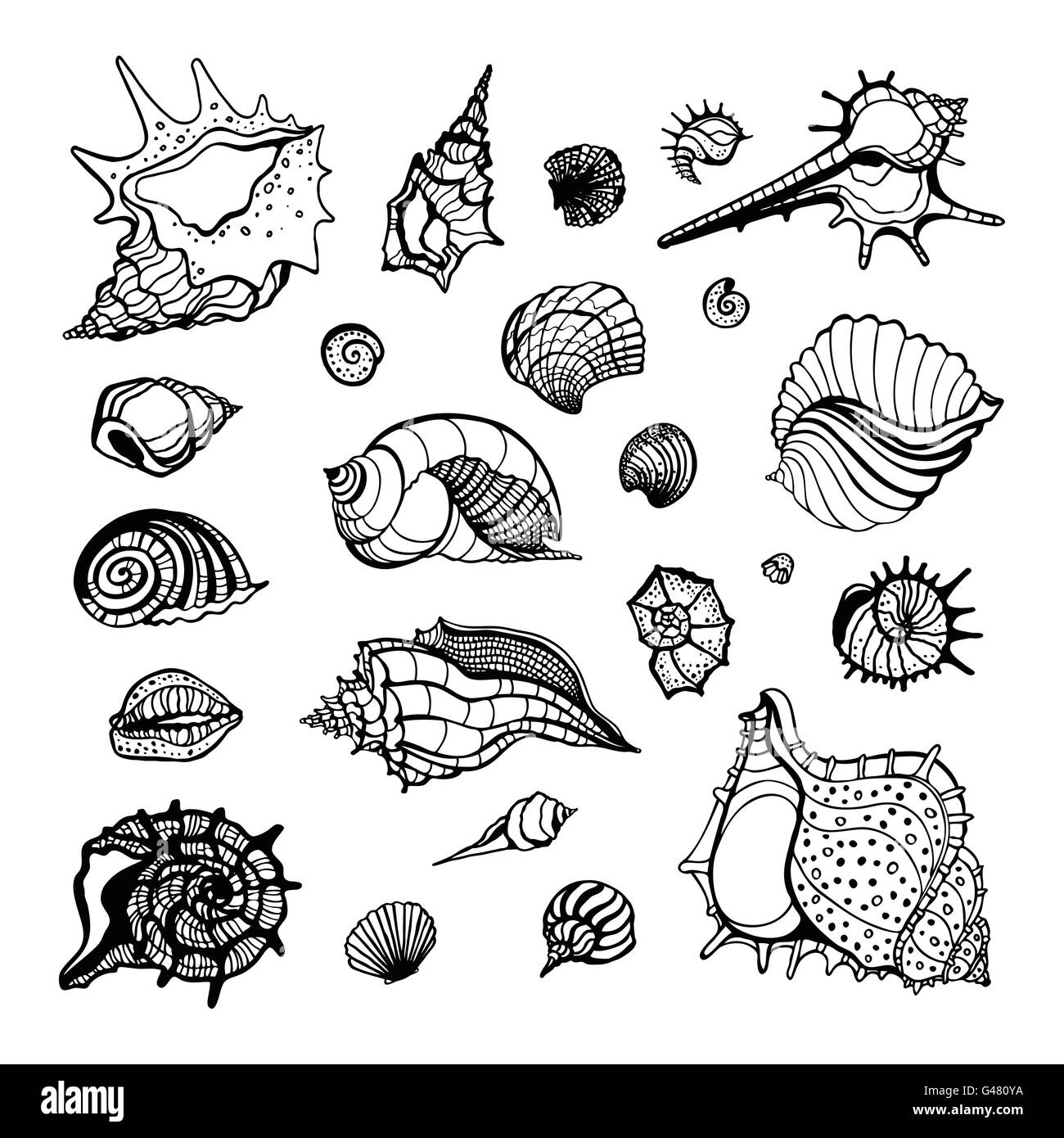 Seashells vector pattern Black and White Stock Photos & Images - Alamy