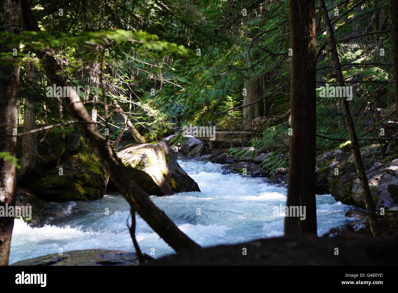 River through the tress Stock Photo - Alamy