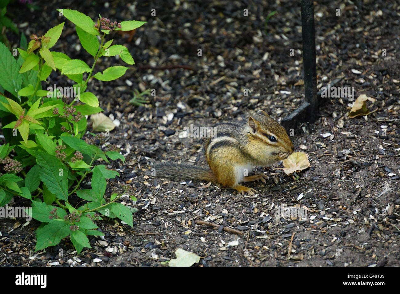 Chipmunks eating hi-res stock photography and images - Alamy