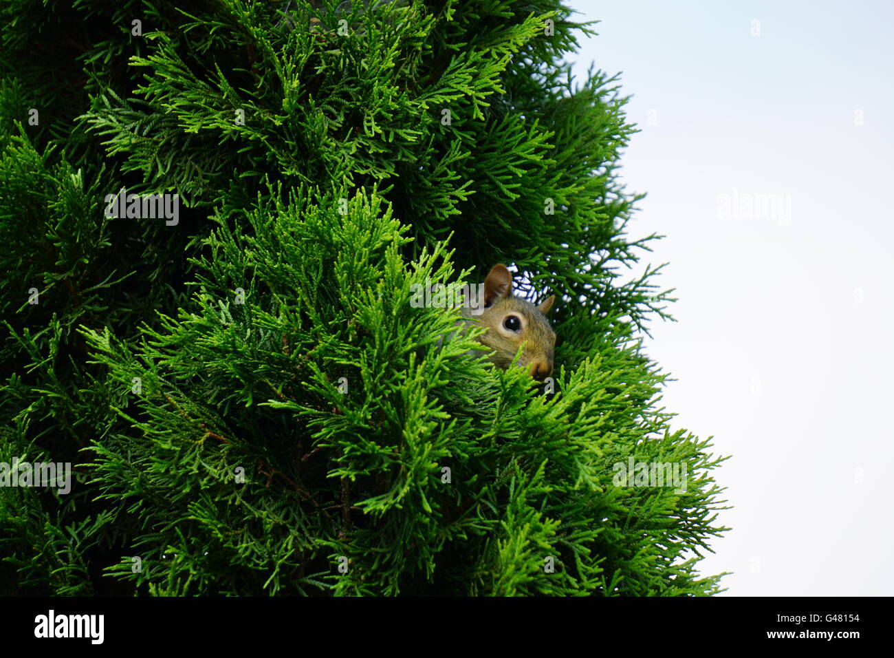 Squirrel in tree Stock Photo - Alamy