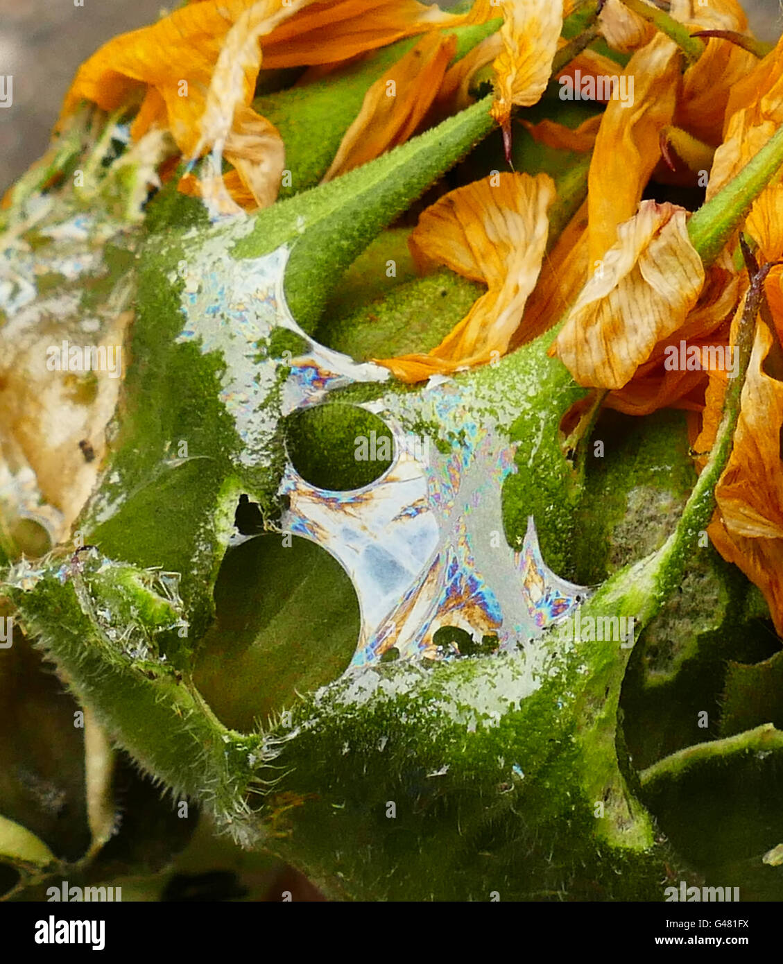 Snail trail left by snail over plant on suburban garden in London Stock ...