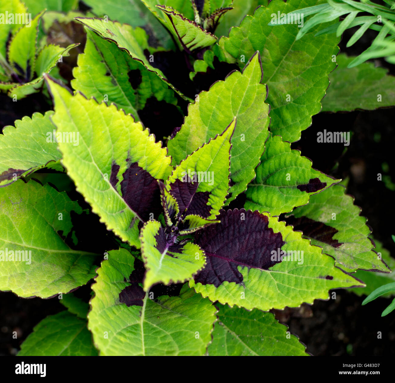 Coleus chocolate splash hi-res stock photography and images - Alamy