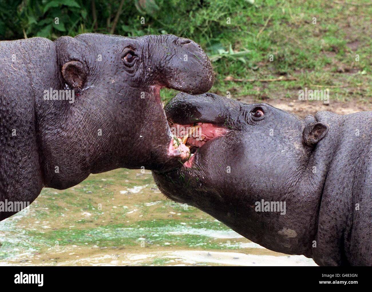 Hope (left) and Nicolas, a pair of two-year-old west African pygmy ...