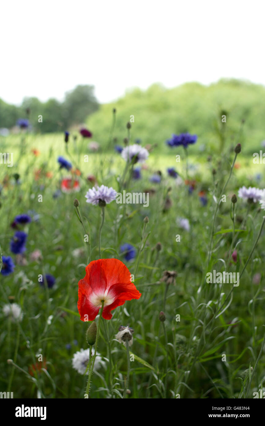 Wildflower planting at Quinton Park, Cheylesmore, Coventry, UK Stock ...