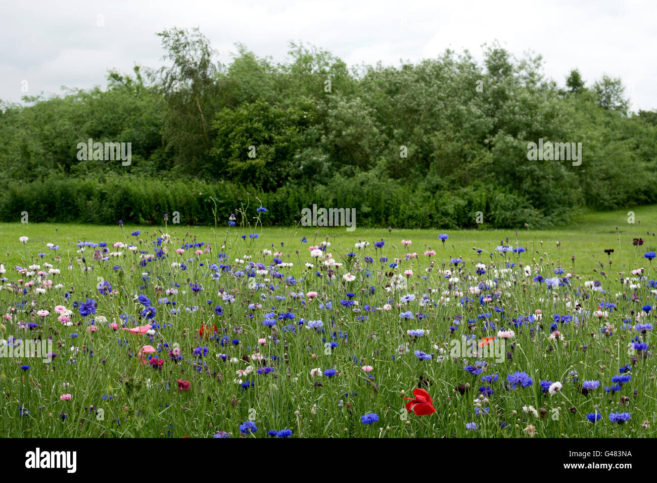 Wildflower planting at Quinton Park, Cheylesmore, Coventry, UK Stock ...